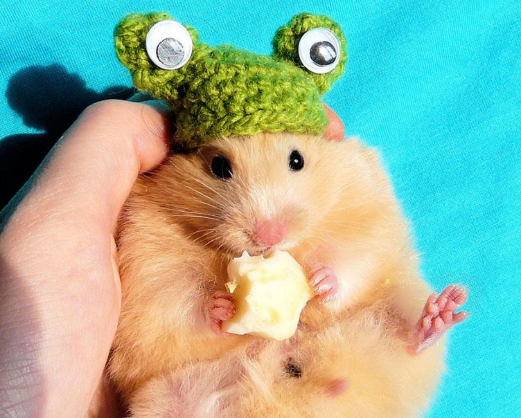 Fotos de hámsters - Como Cuidar un hamster