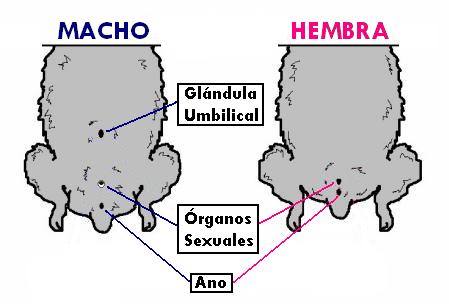 Cuidar hámsters - Como Cuidar un hamster