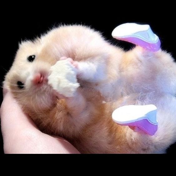 Fotos de hámsters - Como Cuidar un hamster