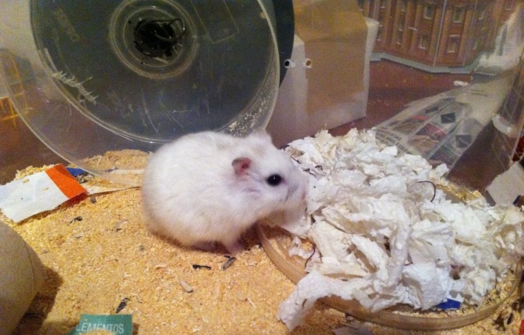 Como puedo saber si mi hámster esta embarazada - Cuidar hamster