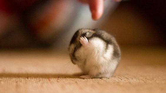 3 normas para cuidar a tu hámster cuando hiberna - Cuidar hamster