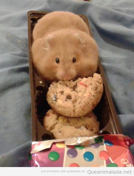 Mas fotos graciosas de hamsters - Como Cuidar un hamster