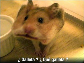 Mas fotos graciosas de hamsters - Como Cuidar un hamster