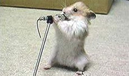 Mas fotos graciosas de hamsters - Como Cuidar un hamster