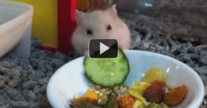 Los mejores vídeos de hamster para conocerles mejor. - Cuidar hamster